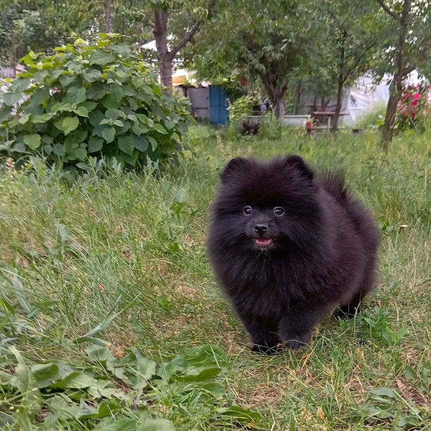 Немецкий шпиц