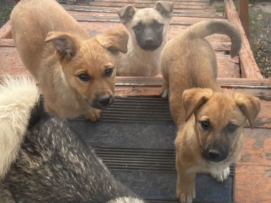 Щенок в добрые руки