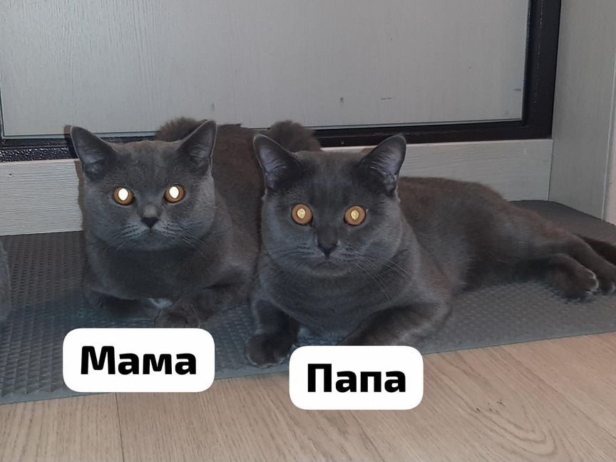 Британская