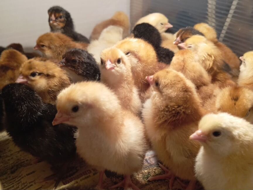Птенцы кур несушек
