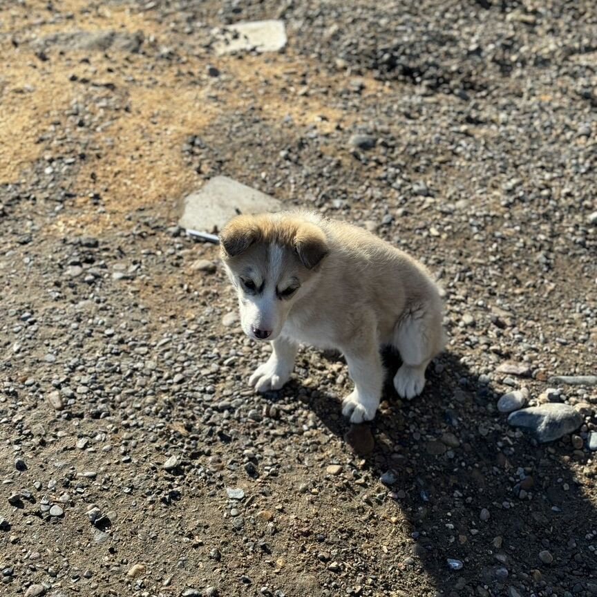 Щенок мальчик