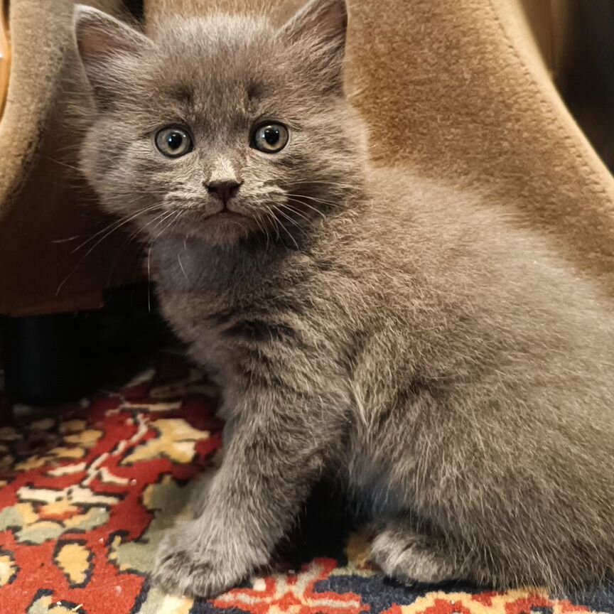 Котятки от британки