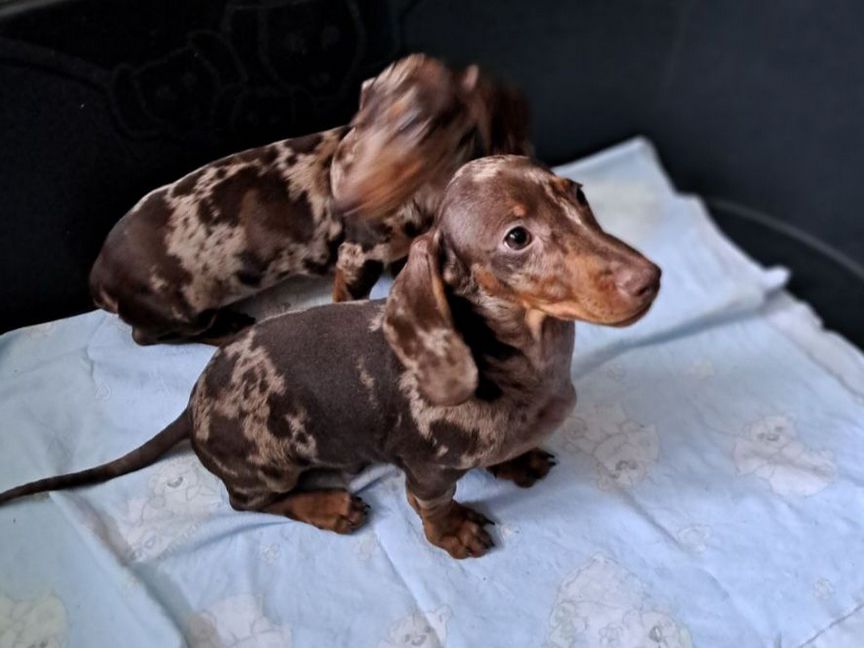 Щенки таксы кофейно мраморной