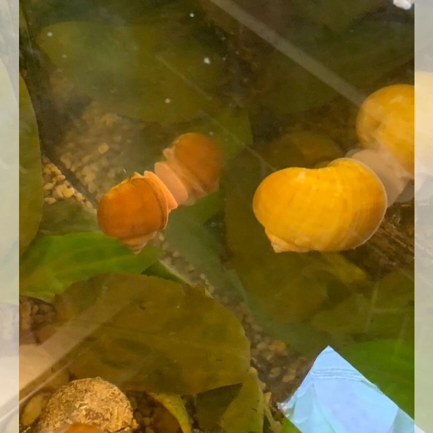 Улитки ампулярии