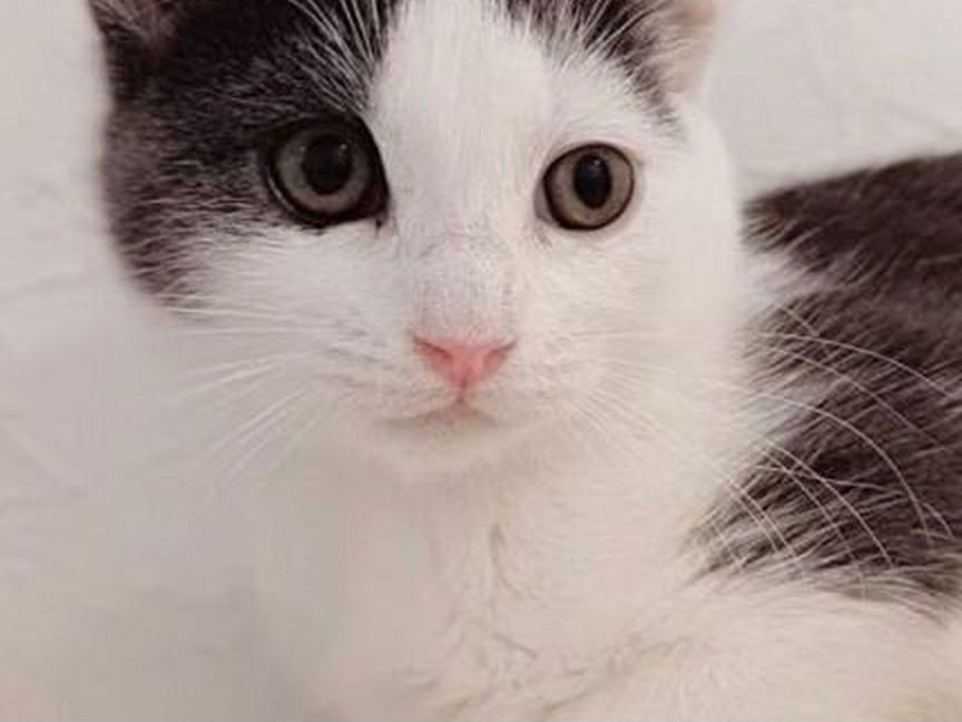 Лесенька ищет маму