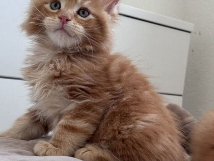 Очень крупные котята Мейн-Кун