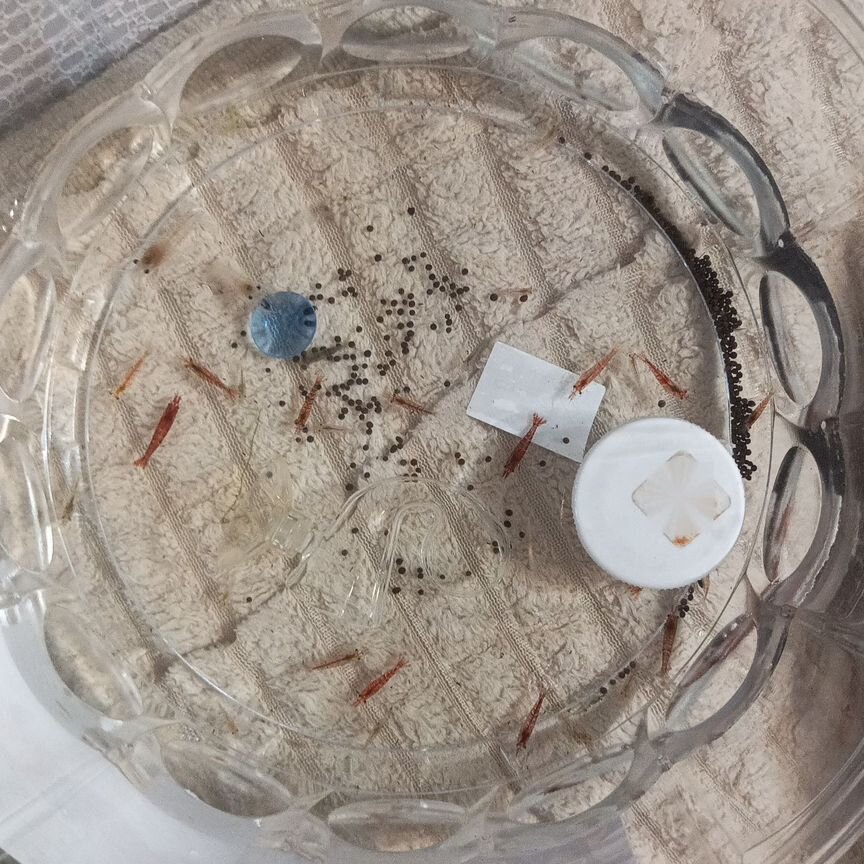 Аквариумные креветки амано и вишня