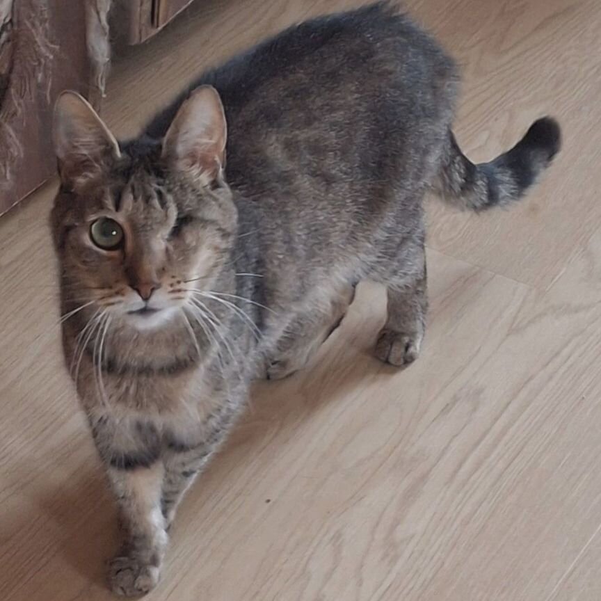 Котику после лечения некуда идти