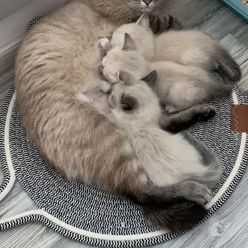 Рэгдолл котёнок