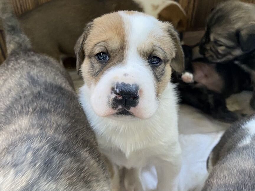 Щенки алабая