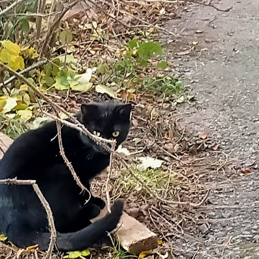 Черный котик 6 мес