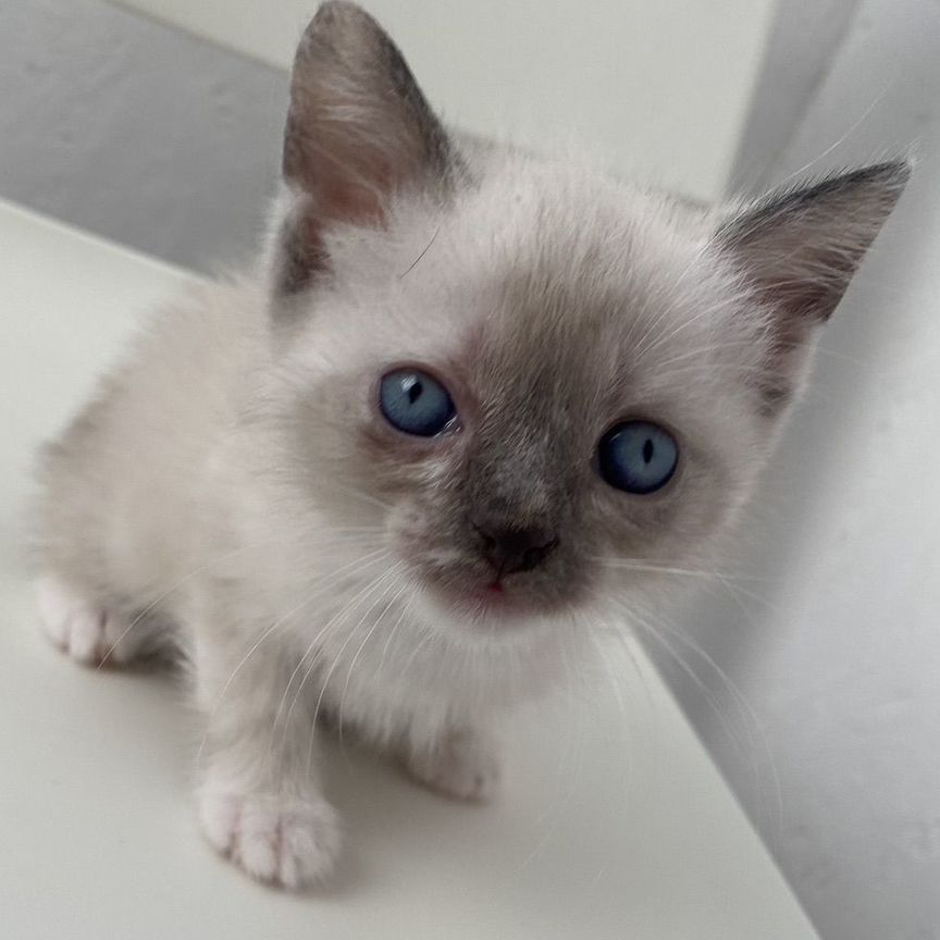 Котята