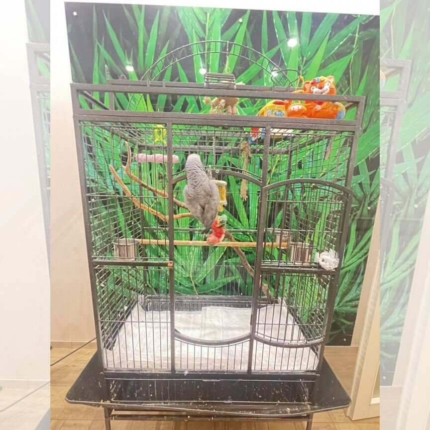 Ручной попугай