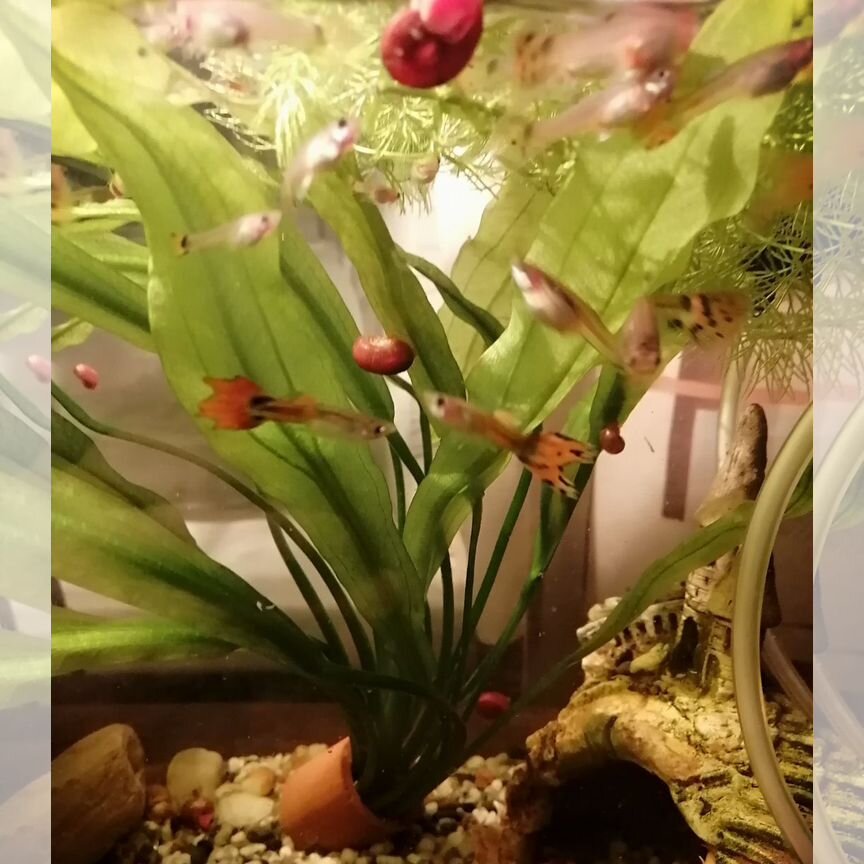 Аквариумные рыбки