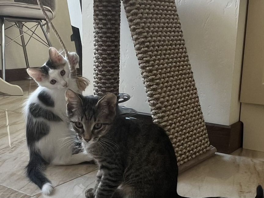 Котята в добрые руки бесплатно