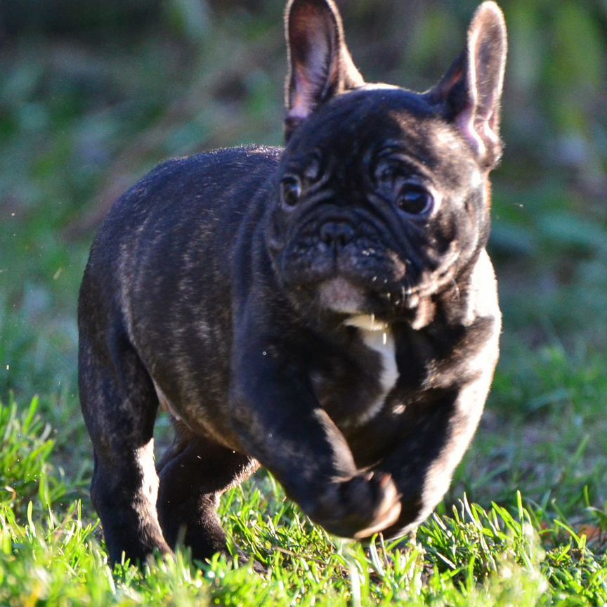 Французский бульдог, щенок