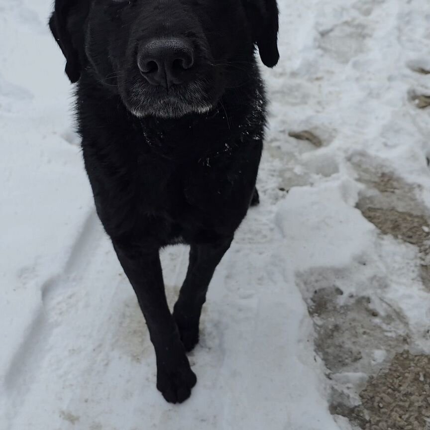 Собака в добрые руки отдам бесплатно