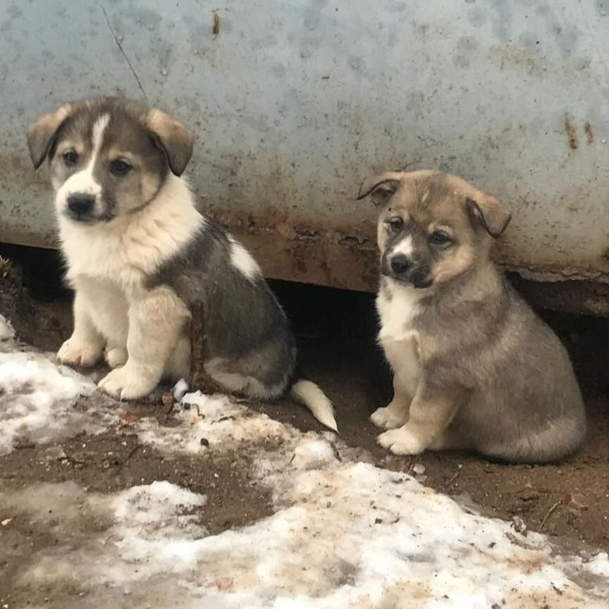 Щенки 2х месяцев в дар