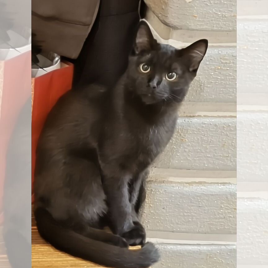 Взрослый кот в добрые руки