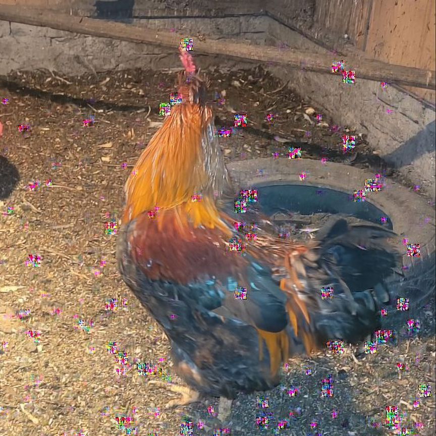 Куры петухи