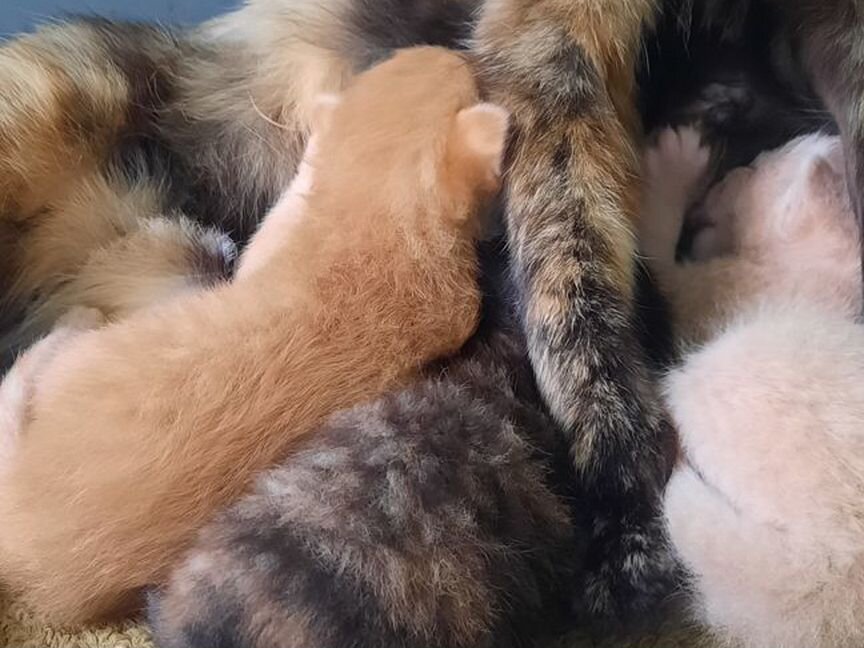 Котята в добрые руки
