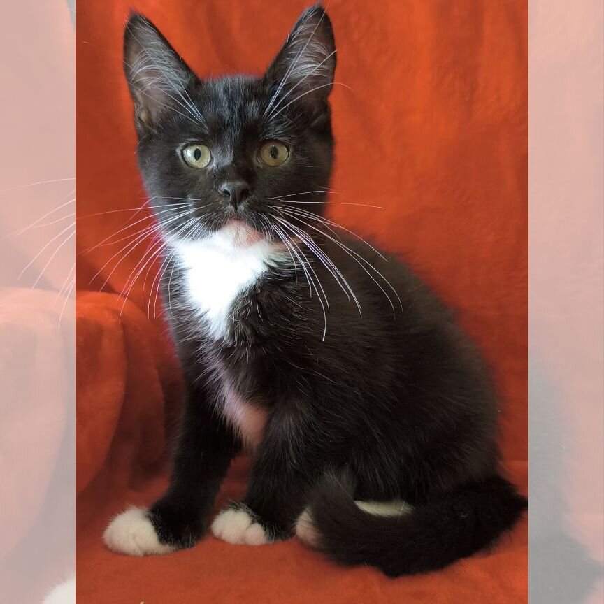 Котята мейн-кун метис