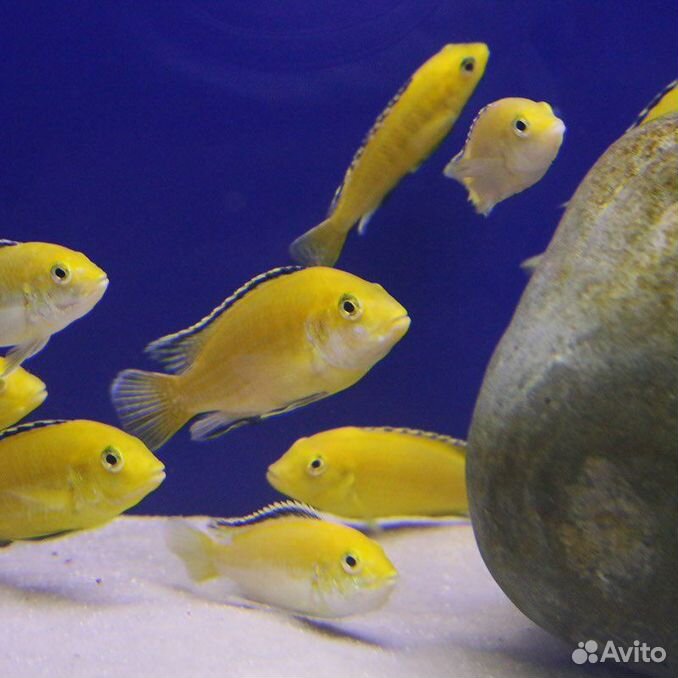 Отдам Лабидохромис Еллоу