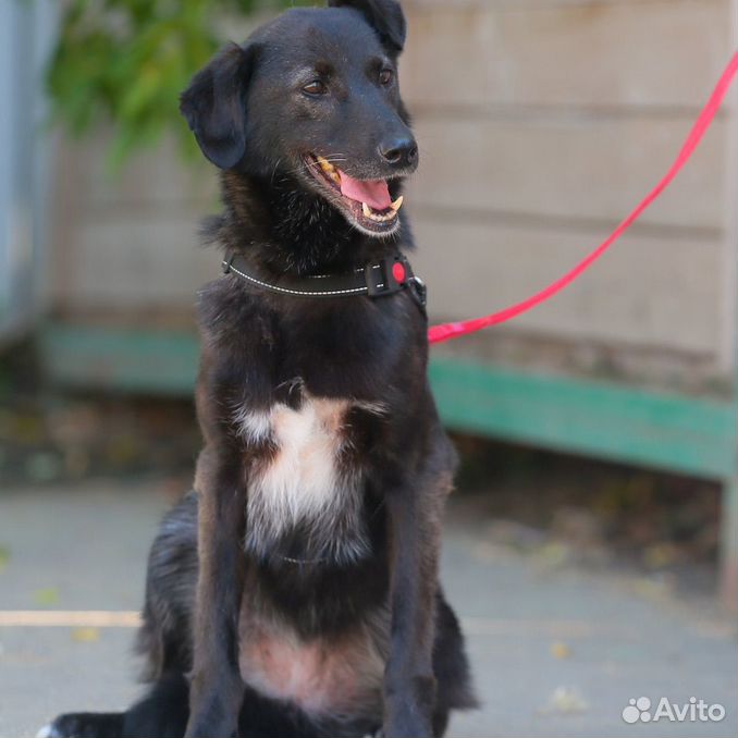 Нежный и трепетный цветочек