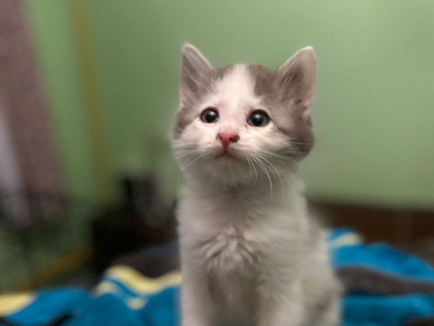 Сиротка ищет дом