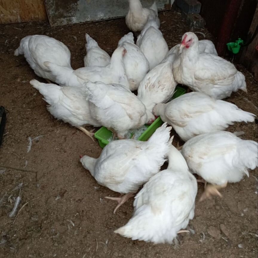 Куры бройлеры живым весом