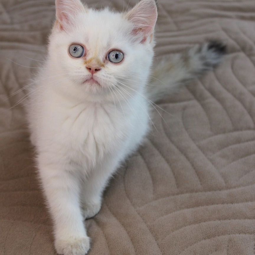 Кошечка страйт