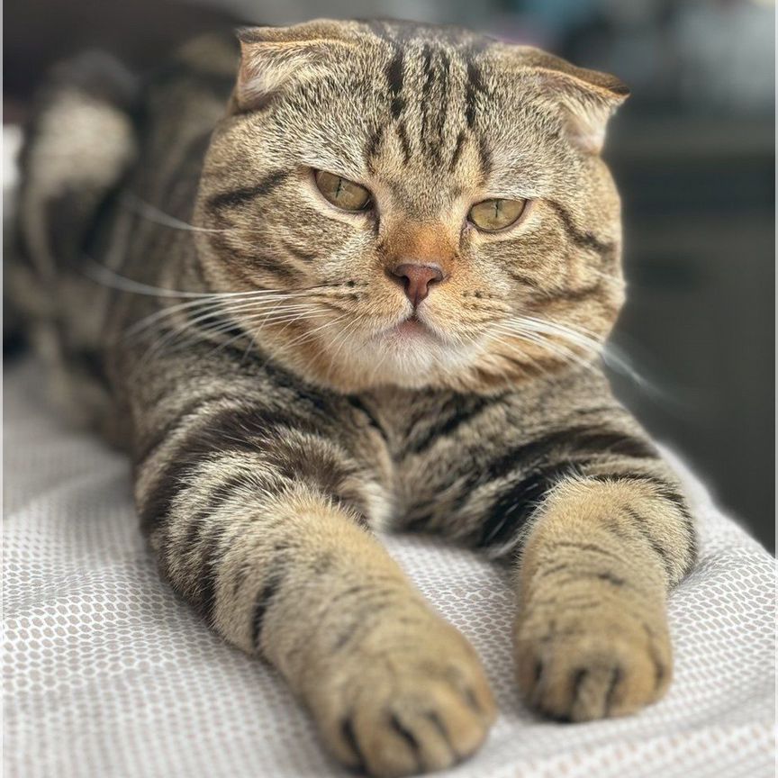 Шотландский вислоухий короткошёрстный кот, вязка