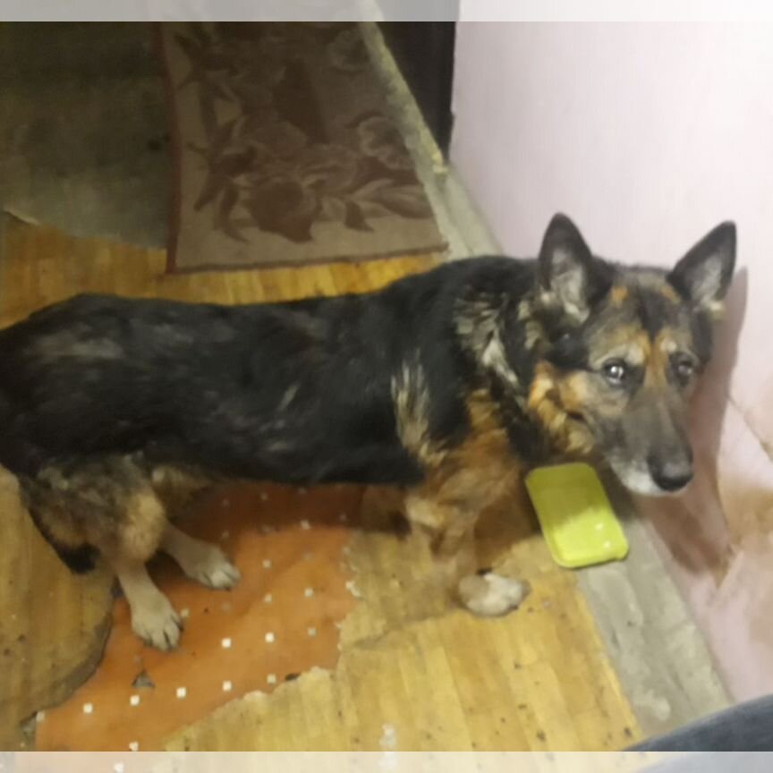 Немецкая овчарка, взрослая собака