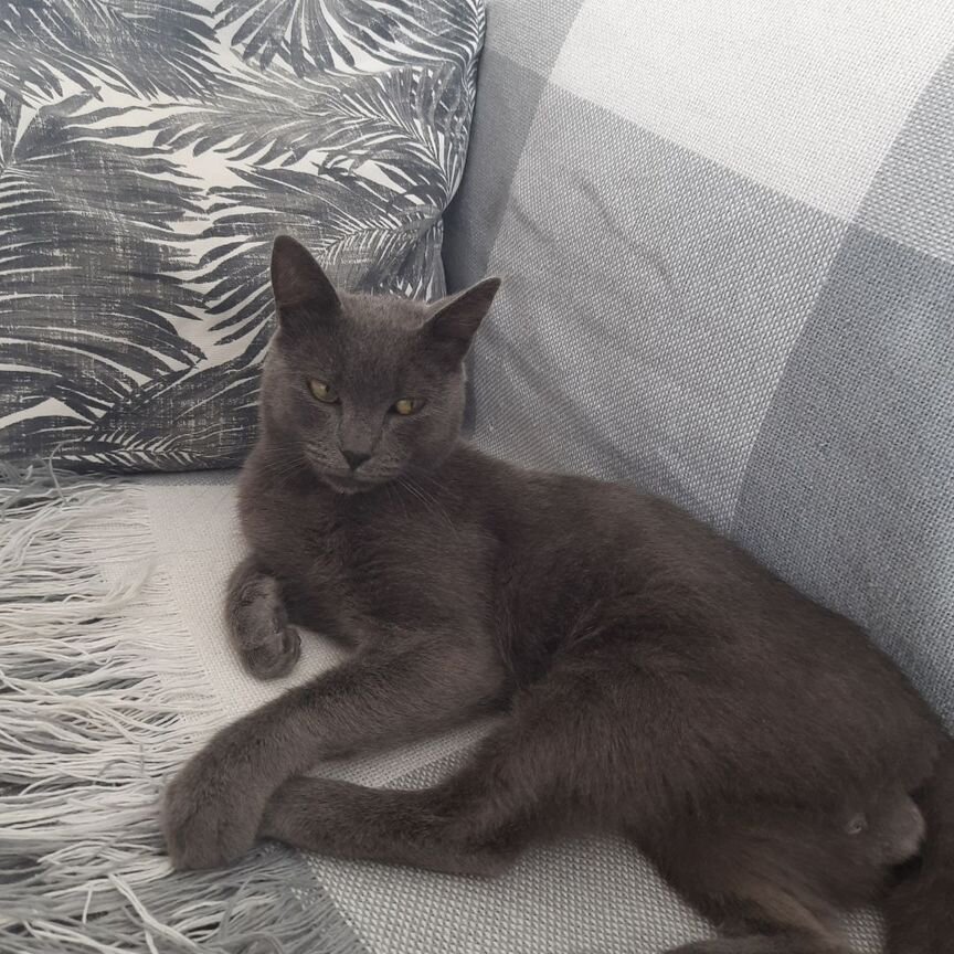 Котята русская голубая бесплатно