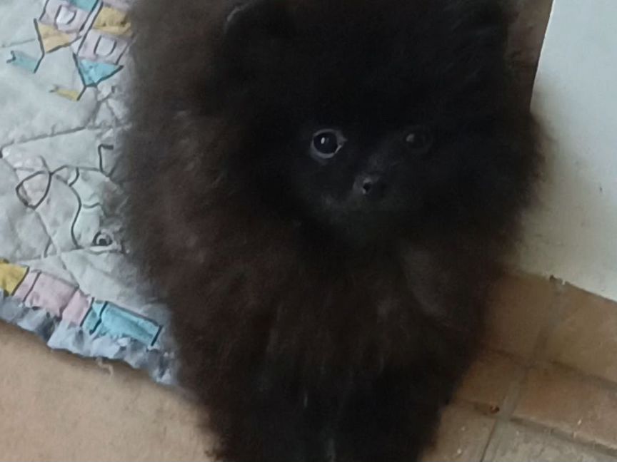 Девочки черная и крем