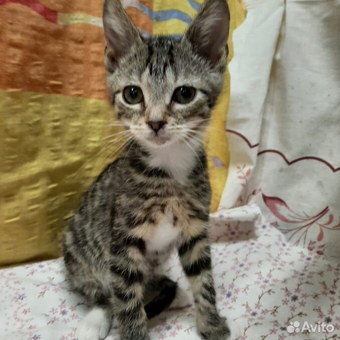 Ласковый полосатик 2,5 мес