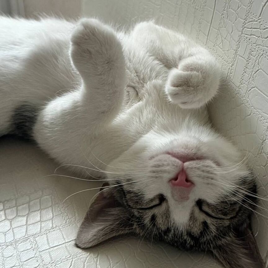 Взрослая кошка в добрые руки