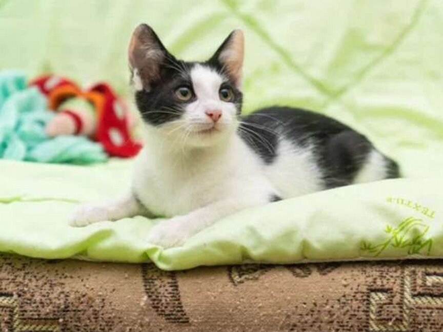 Котёнок привитый,от домашней кошки в добрые руки