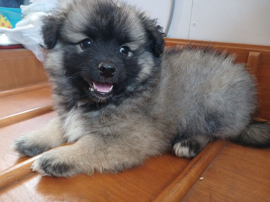 Пушистое чудо ищет дом