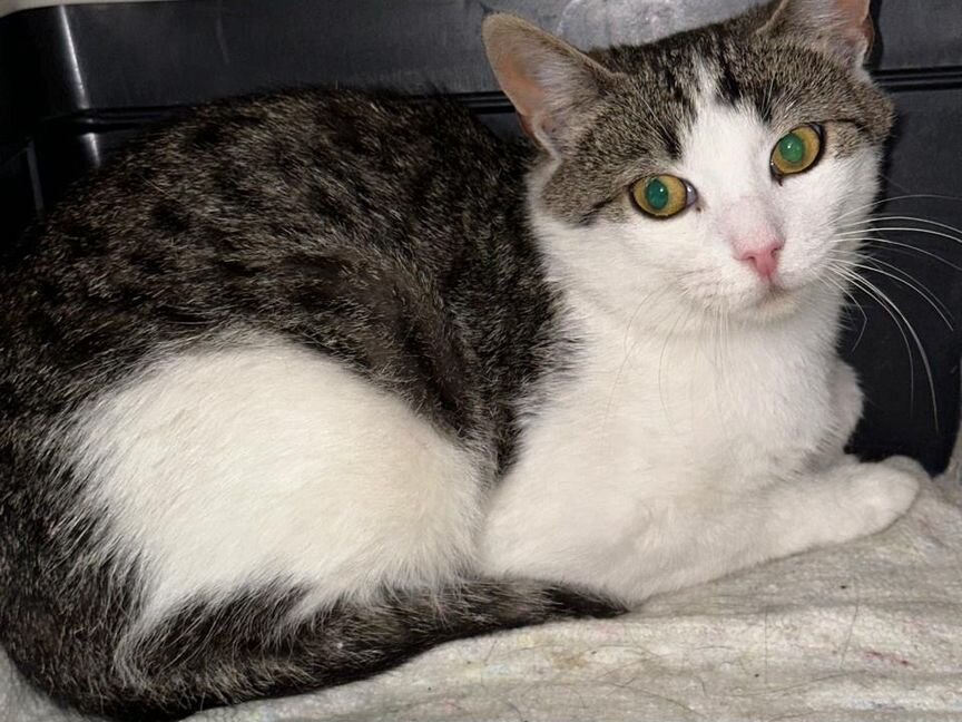 Кошка ищет дом