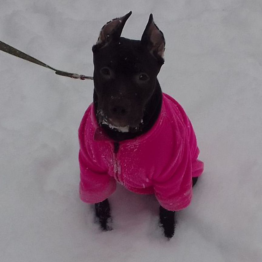 Американский питбультерьер, взрослая собака