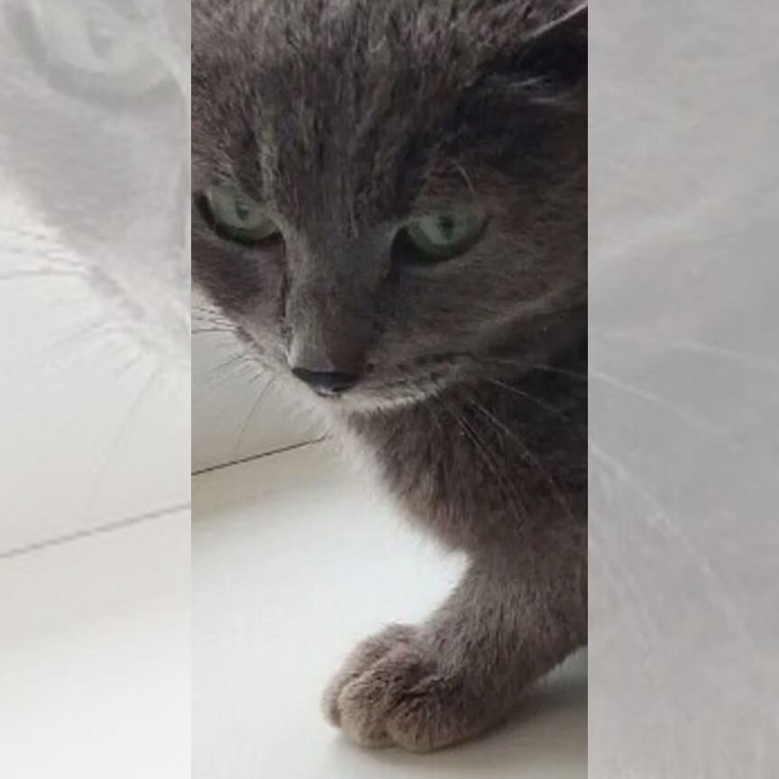 Котёнок в добрые руки