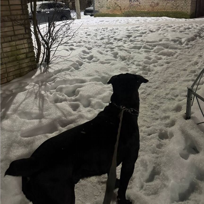 Кане-корсо, взрослый пёс