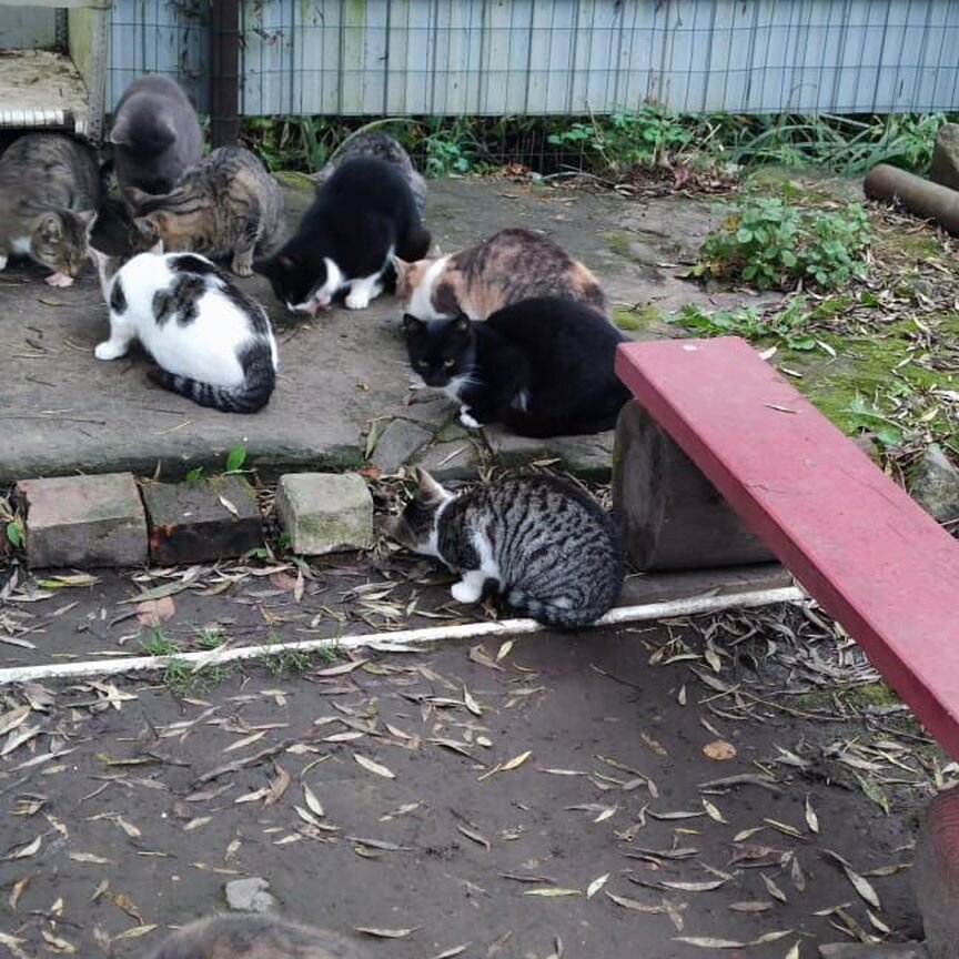 Отдам в хорошие руки котиков Дворяне(дворовые улич