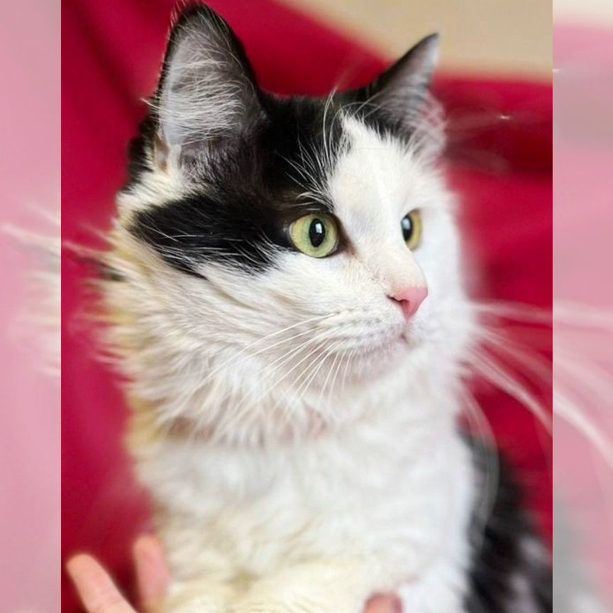 Взрослый кот в добрые руки