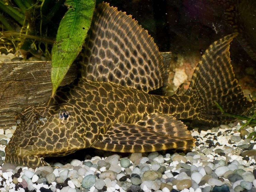 Сом птеригоплихт