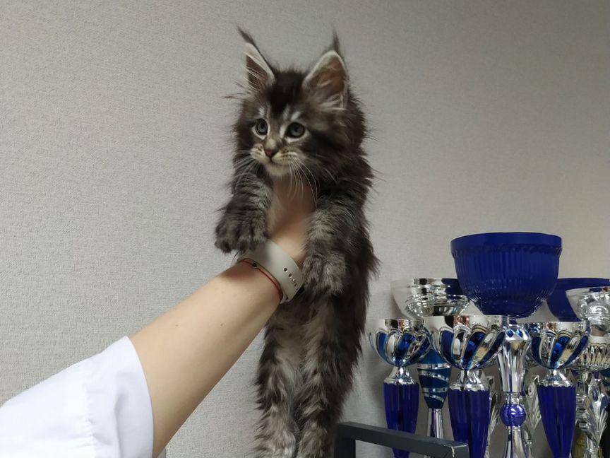 Котята мейн-кун полидакт