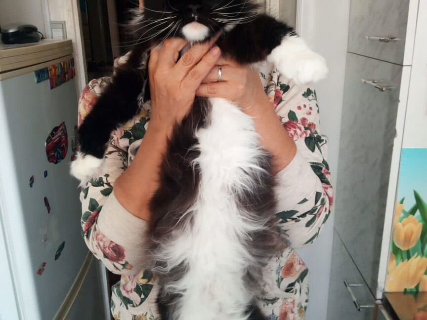 Кошка