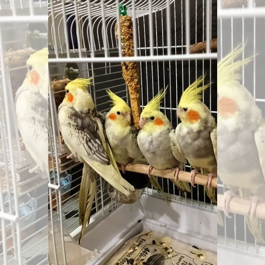 Попугай корелла