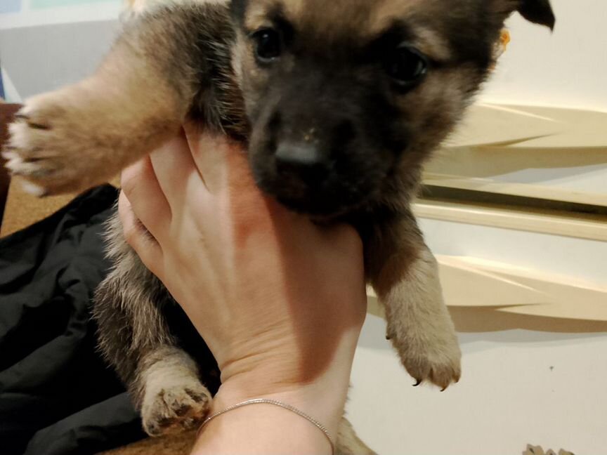 Собака в добрые руки отдам бесплатно